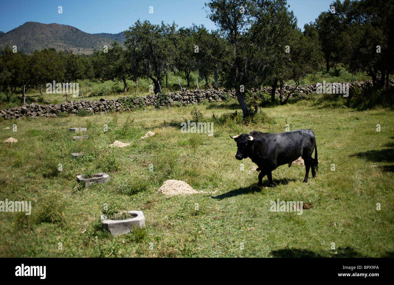 A fighting bull walks in the field on Piedras Negras ranch in Tlaxcala ...