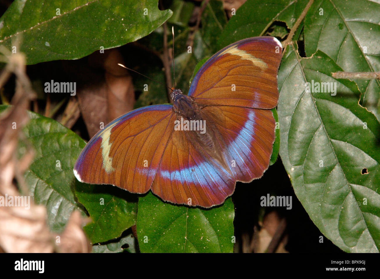 Lakuma High Resolution Stock Photography and Images - Alamy