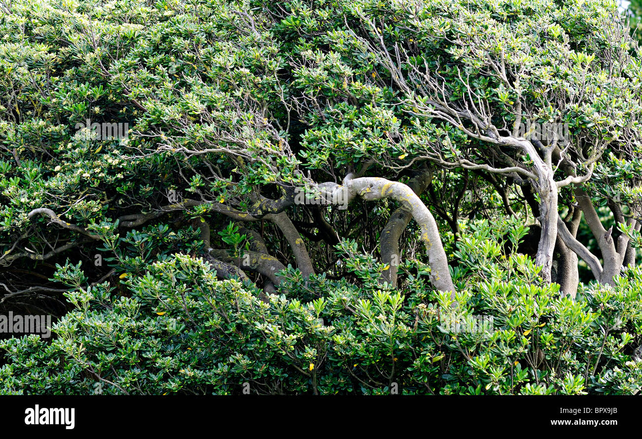 Trees bended on high wind Stock Photo - Alamy