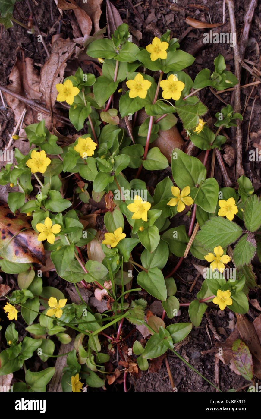 Yellow pimpernel (Lysimachia nemorum : Primulaceae) in woodland, UK ...