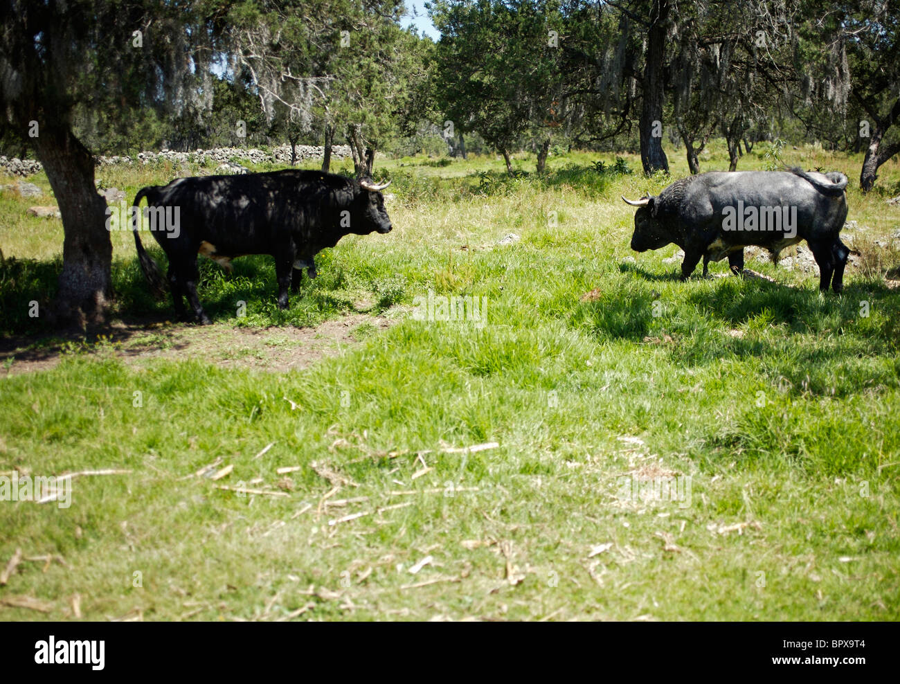 Fighting bulls walk in the field on Piedras Negras ranch in Tlaxcala ...