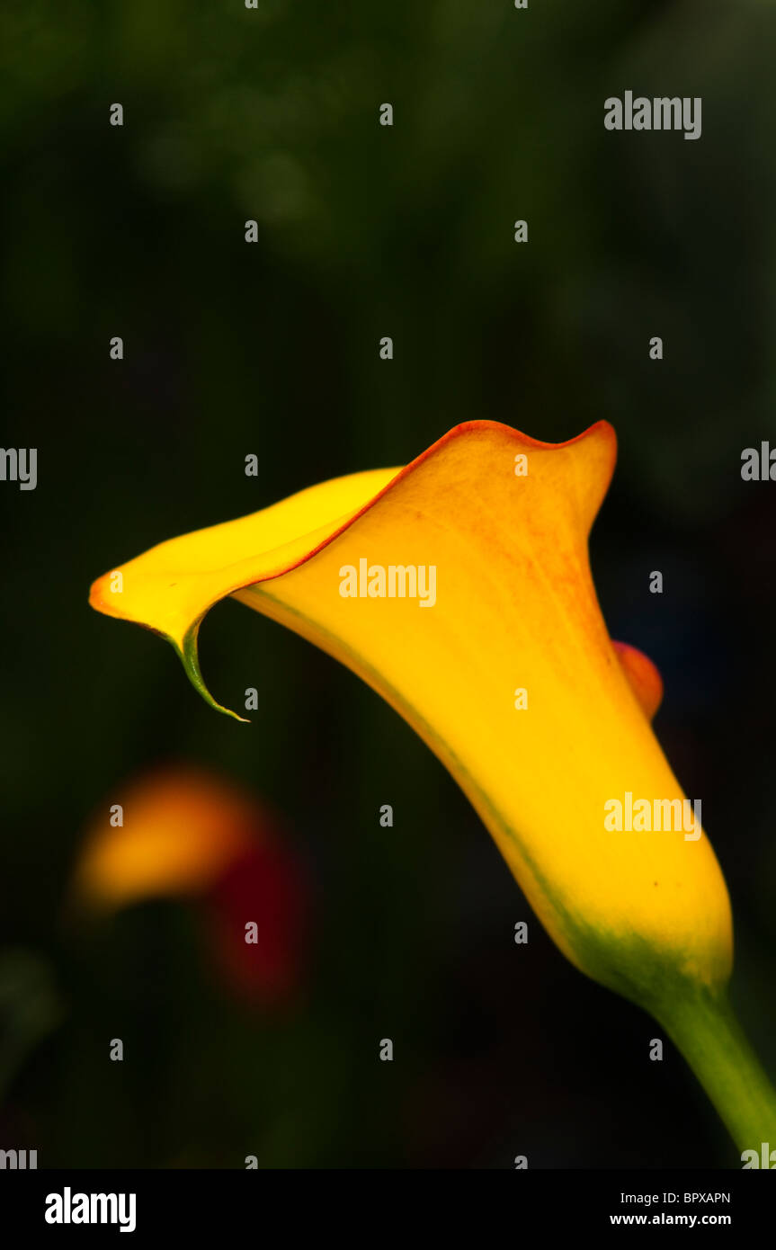 Calla Lily (Zantedeschia elliottiana Stock Photo - Alamy