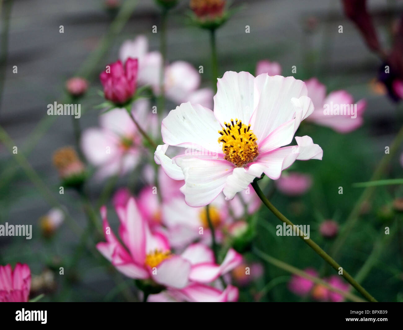 Soft summer flower hi-res stock photography and images - Alamy