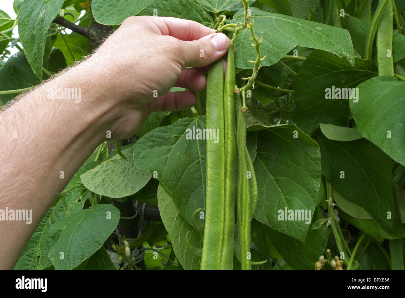 August model released hi-res stock photography and images - Alamy