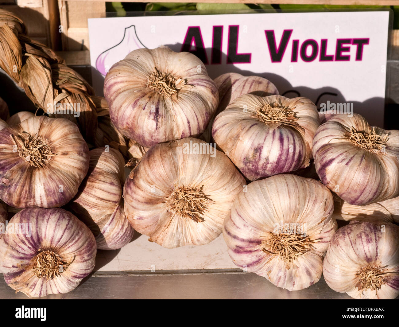 Bunches of violet garlic - France Stock Photo - Alamy