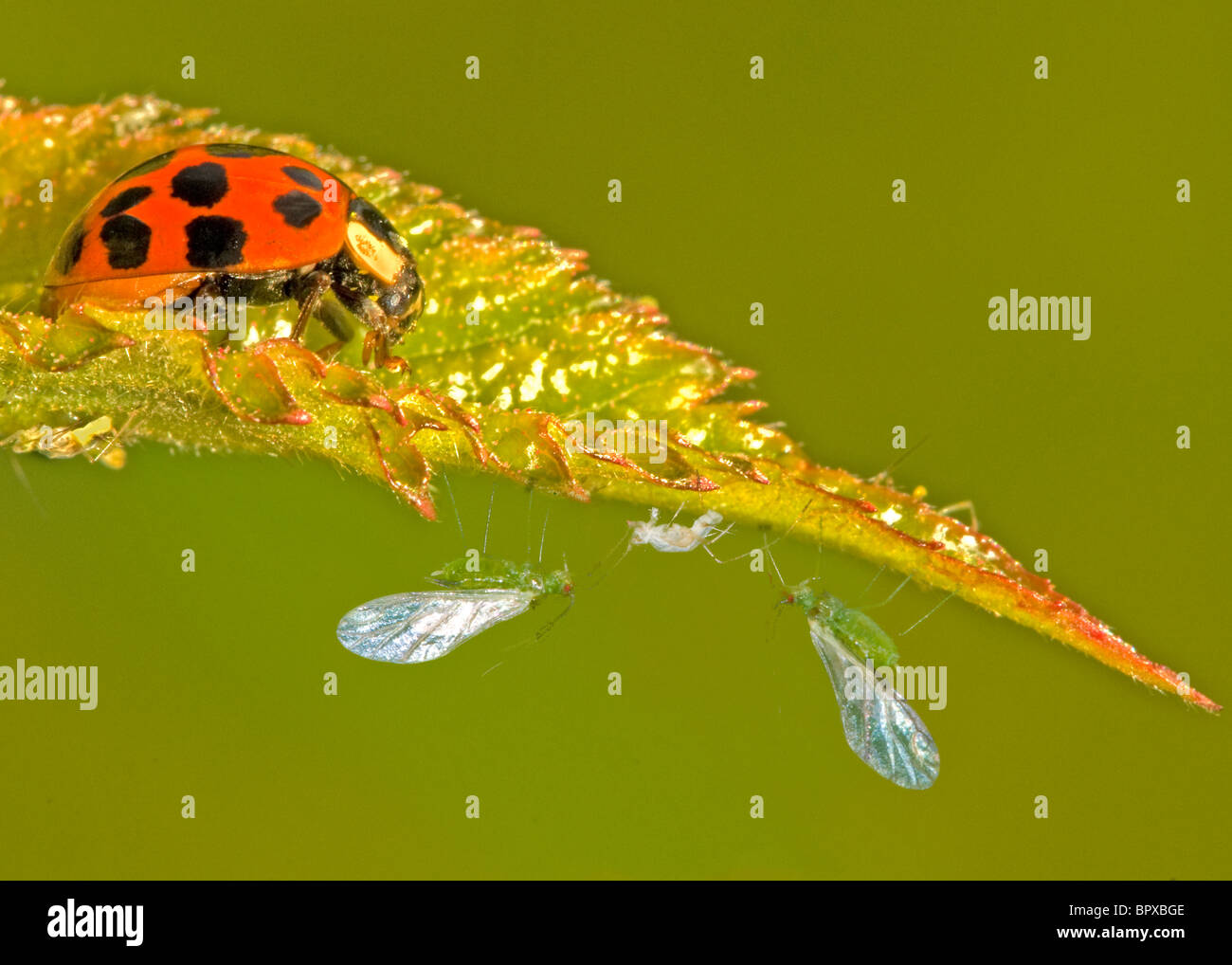 Seven spot ladybird aphid hi-res stock photography and images - Alamy