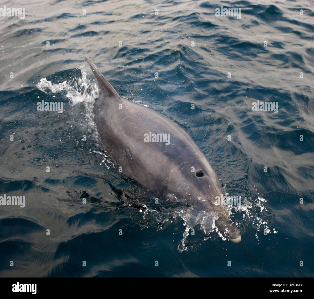 A Bottlenose Dolphin swimming in the Atlantic 10 miles North West of ...
