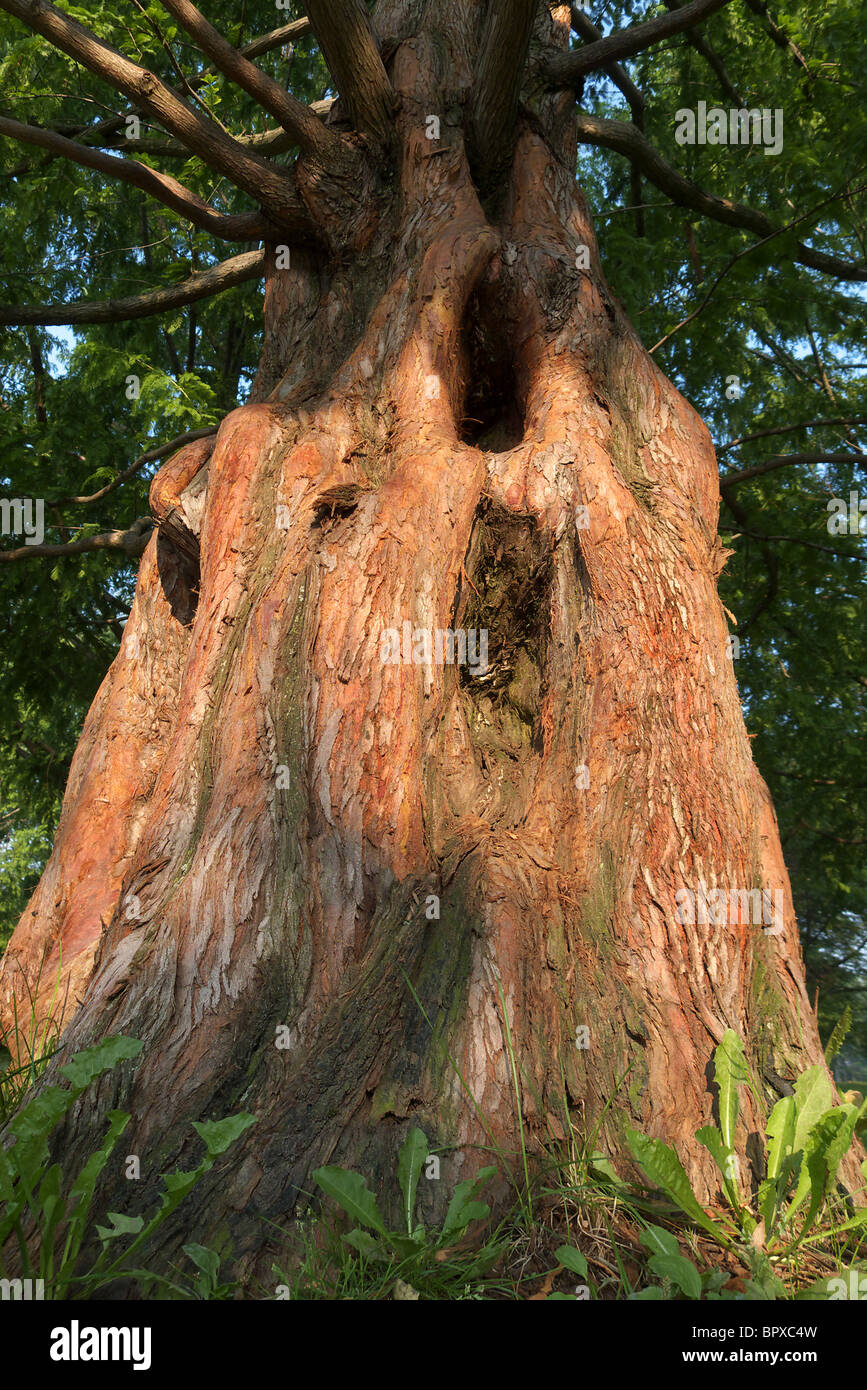 Dawn redwood china hi-res stock photography and images - Alamy