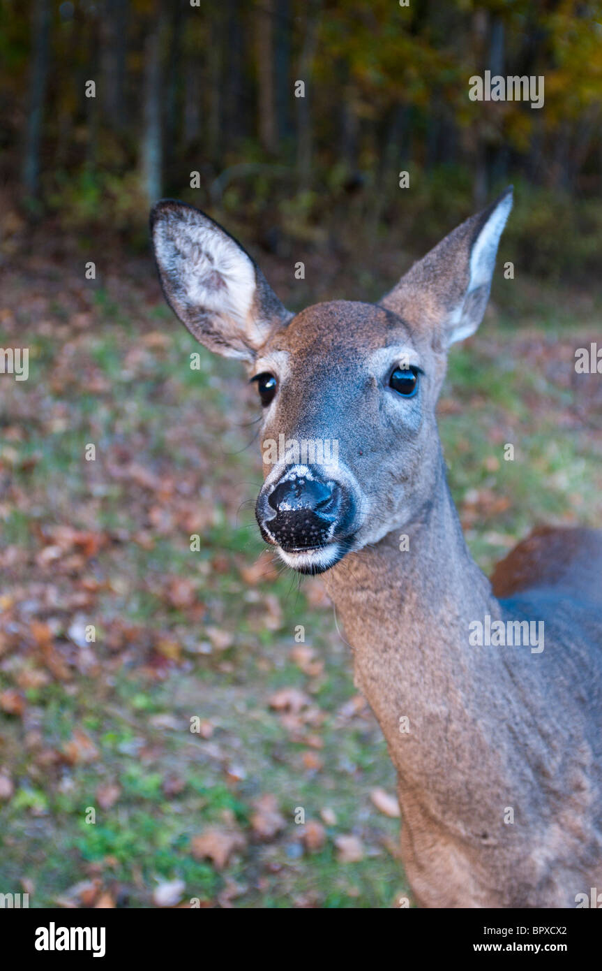Odocoileus virginianus hi-res stock photography and images - Alamy