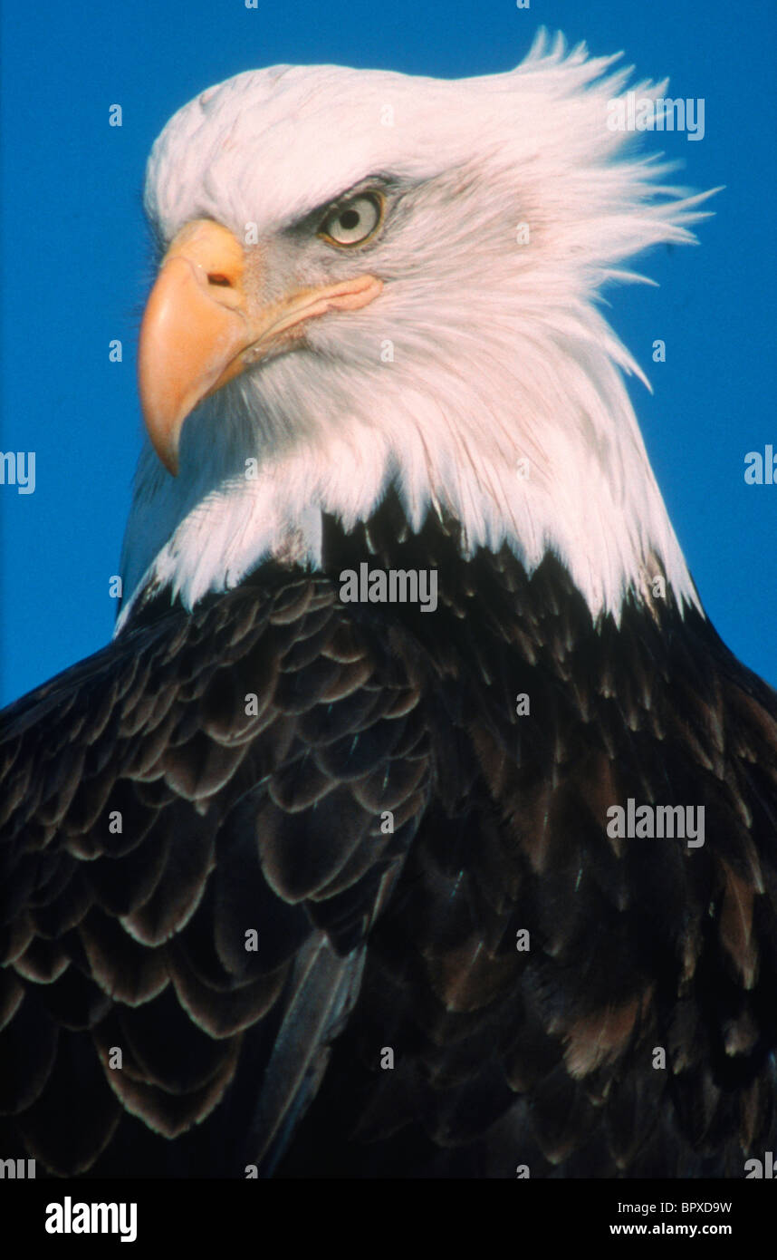 The stern gaze of an American bald eagle (Haliaeetus leucocephalus ...