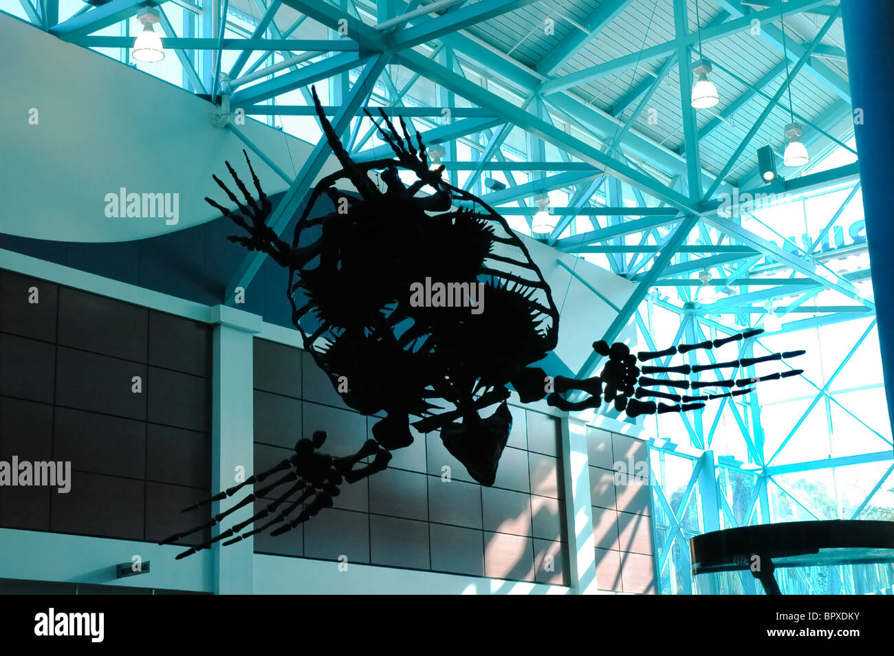 Turtle skeleton hi-res stock photography and images - Alamy