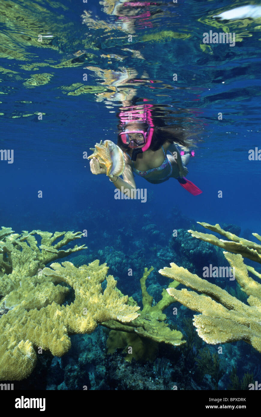 Female snorkeler and queen conch, Bahamas Stock Photo - Alamy