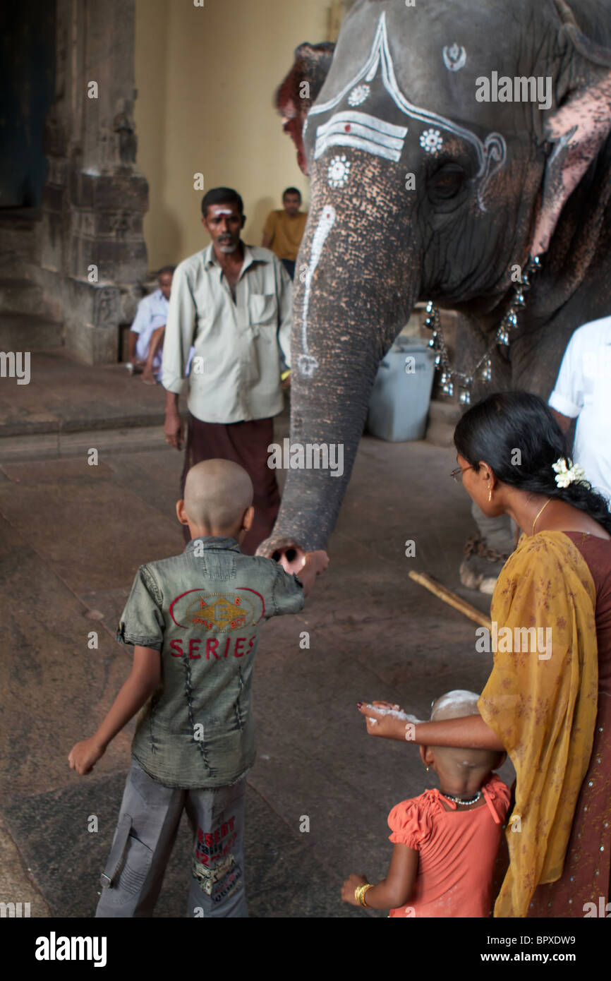 elephant and young bald boy in the sri meenakshi temple Stock Photo - Alamy