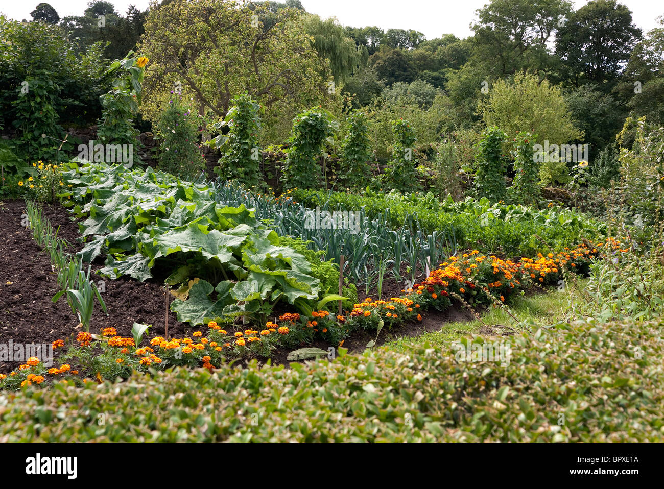 Kitchen garden at English country House Stock Photo - Alamy