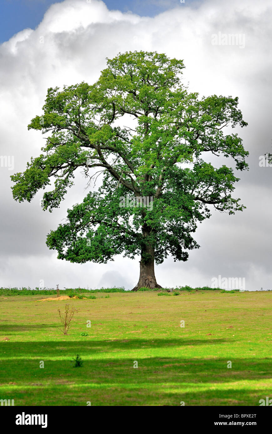 Single oak tree in leaf on hilltop Surrey Hills England UK Stock Photo ...