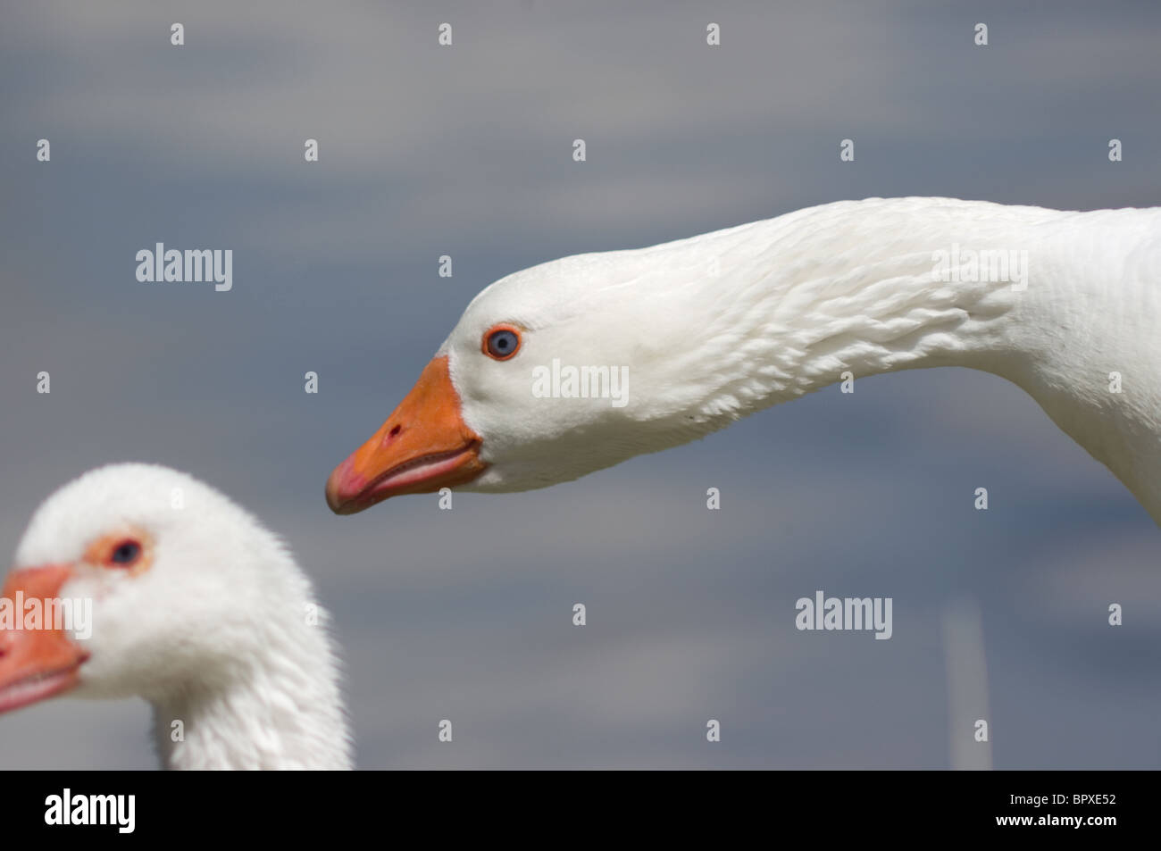 Goose with long neck hi-res stock photography and images - Alamy