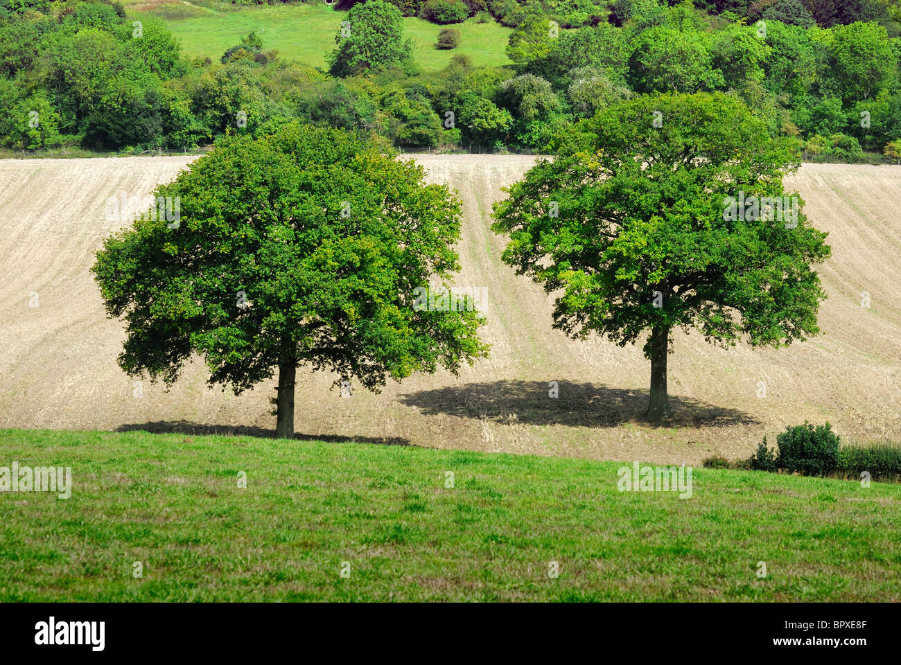 Two oak trees hi-res stock photography and images - Alamy