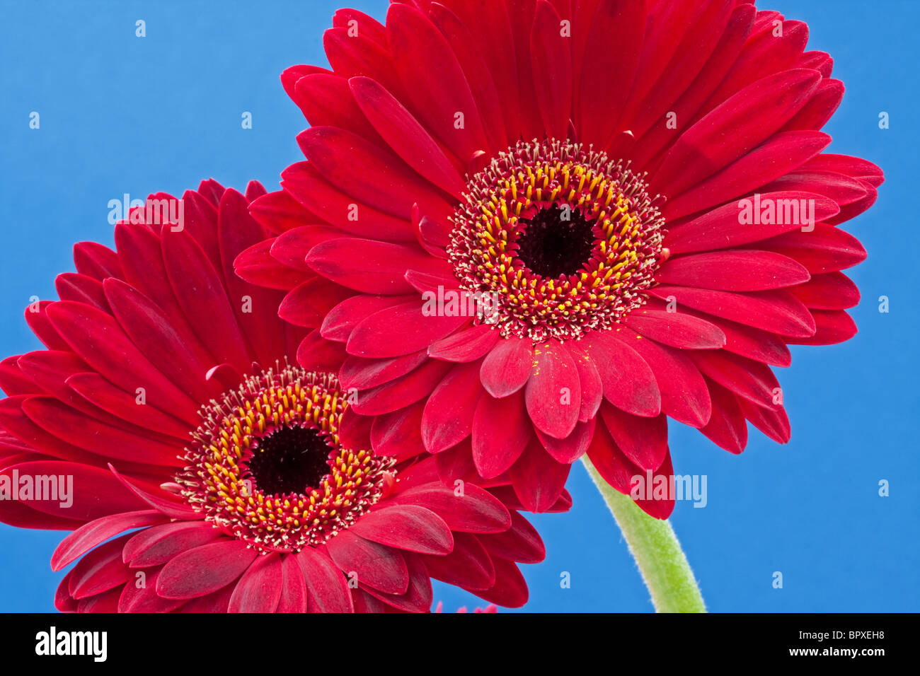 Gerberas flower hi-res stock photography and images - Alamy