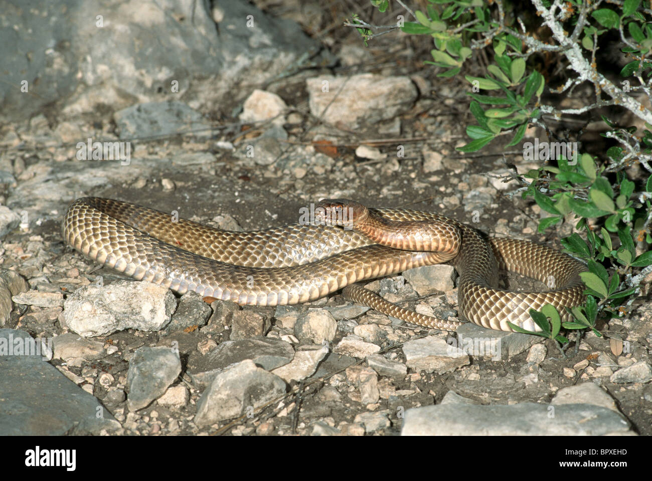 Coachwhip snake hi-res stock photography and images - Alamy