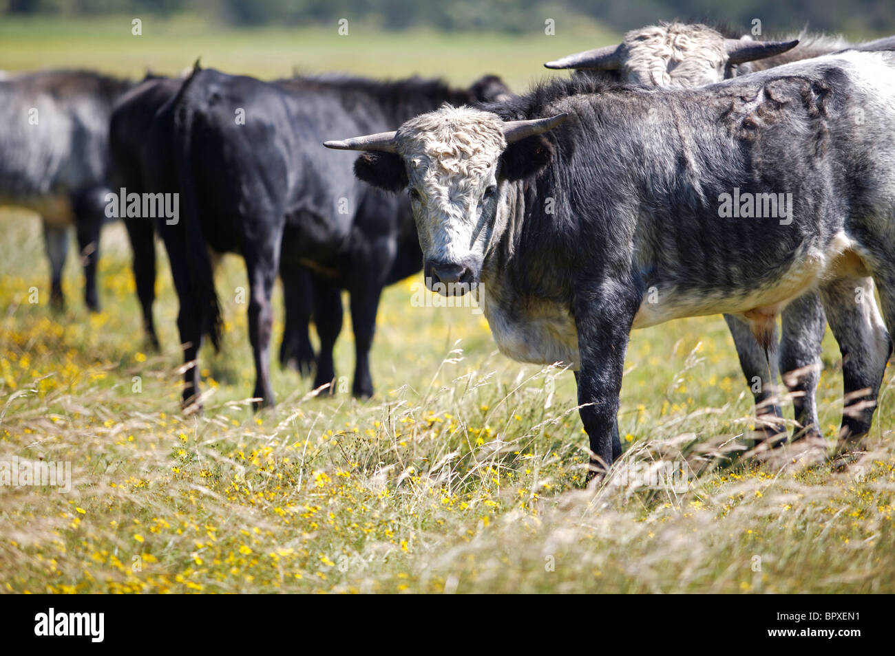 Fighting bulls walk in the field on De Haro ranch in Tlaxcala, Mexico ...