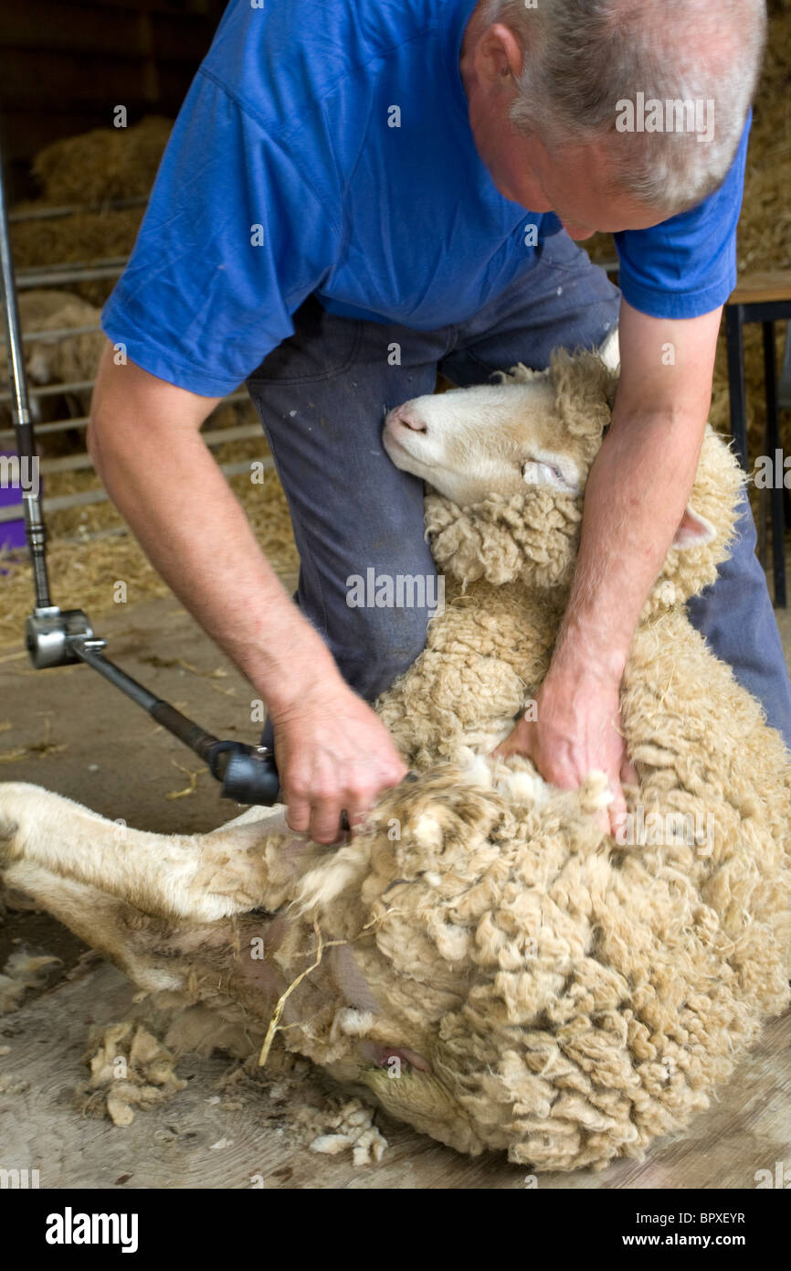 The sheep shearer hi-res stock photography and images - Alamy