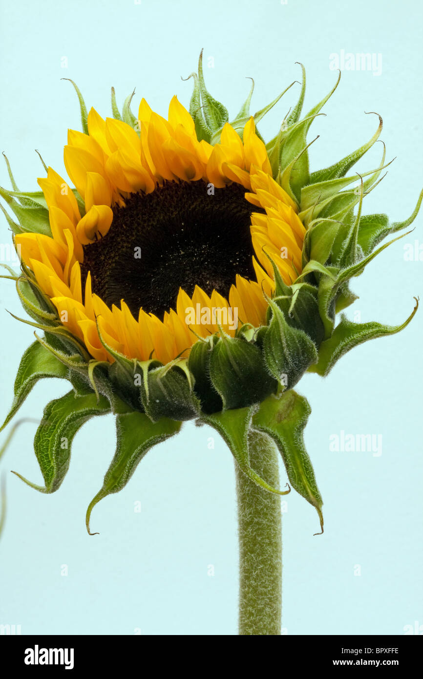 Giant sunflower helianthus giganteus hi-res stock photography and ...