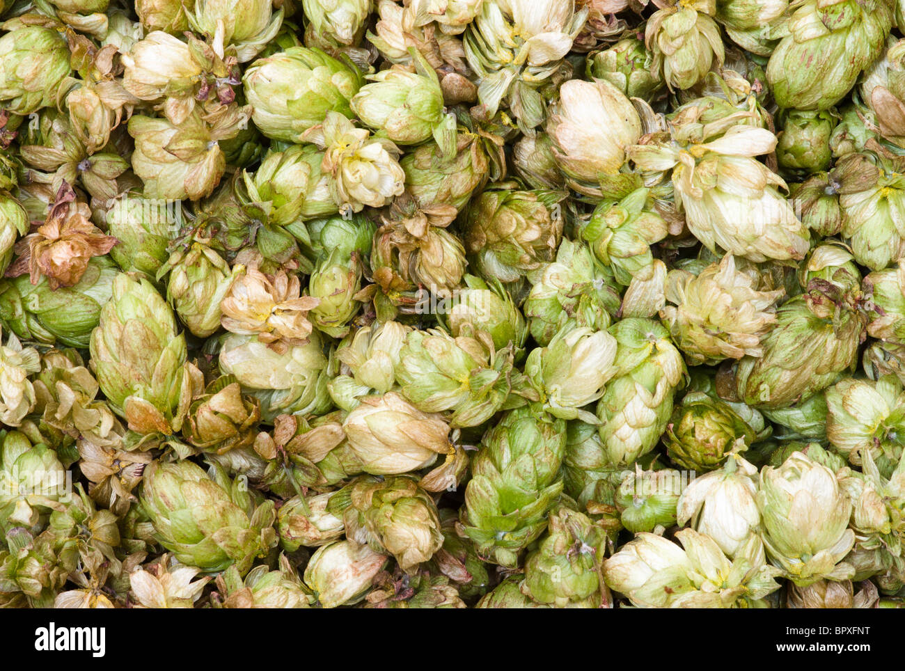 Hops hi-res stock photography and images - Alamy