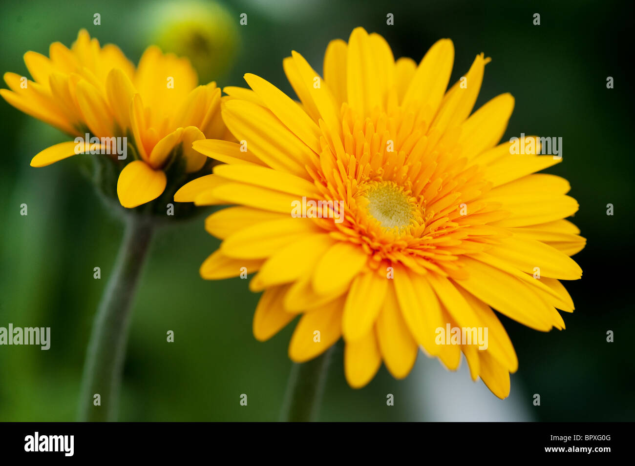 Yellow Gerber daisy flower plants in greenhouse Stock Photo - Alamy