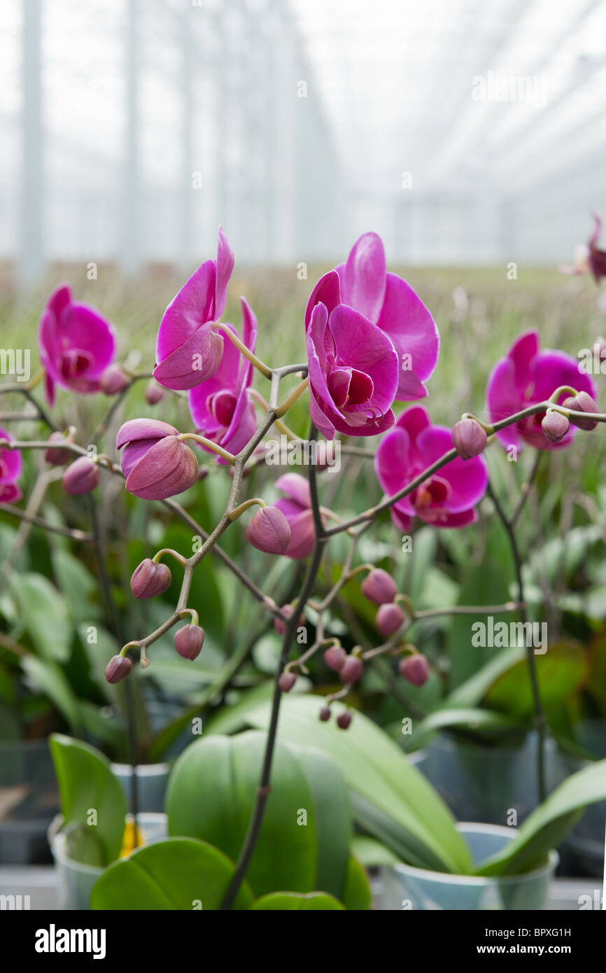 Diversity of plants in greenhouse Stock Photo - Alamy