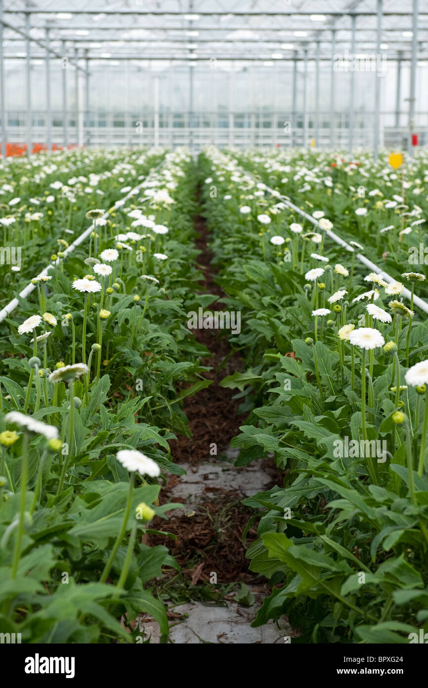 Diversity of plants in greenhouse Stock Photo - Alamy