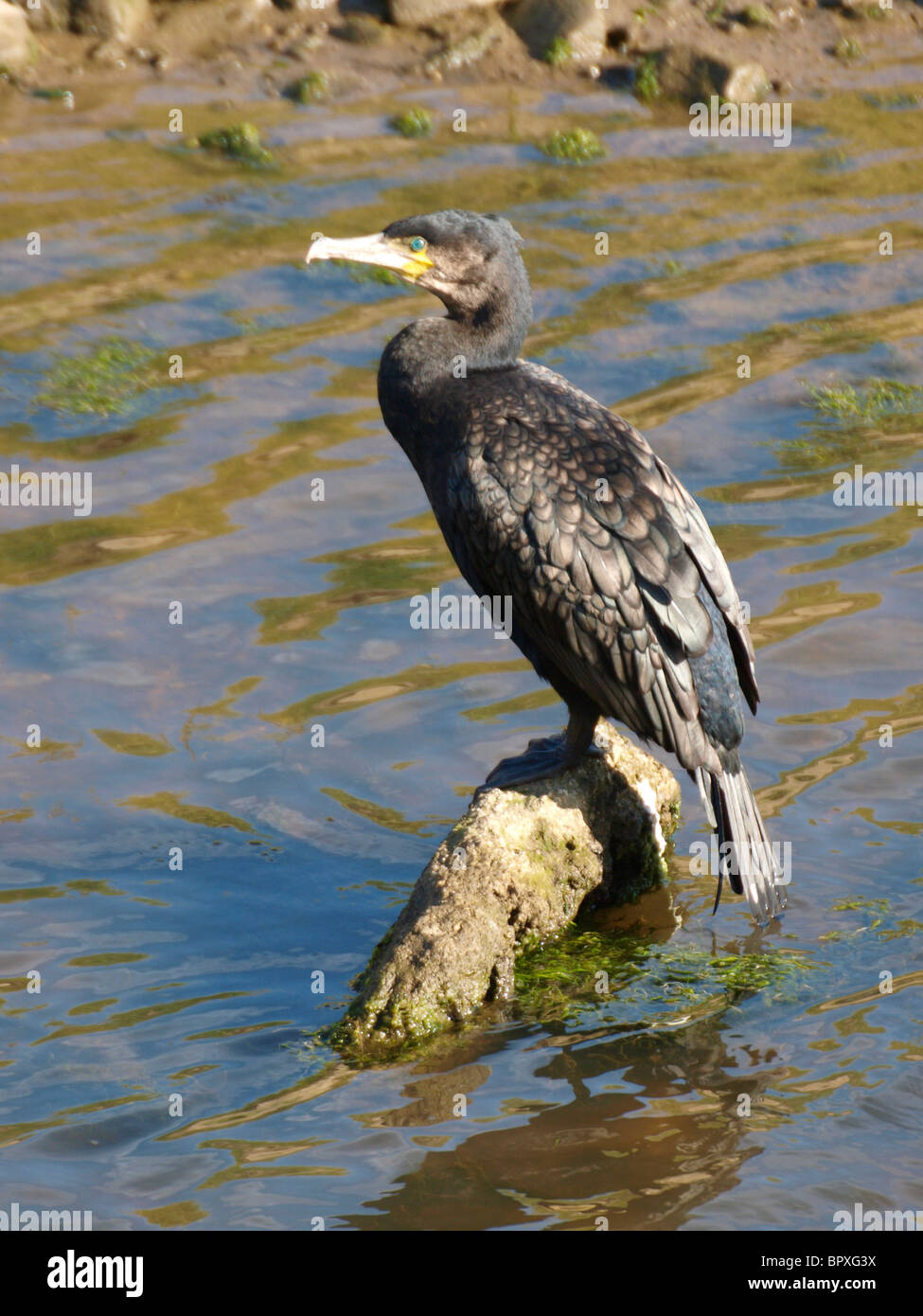 Cormorant, Phalacrocorax carbo, Cornwall, UK Stock Photo - Alamy