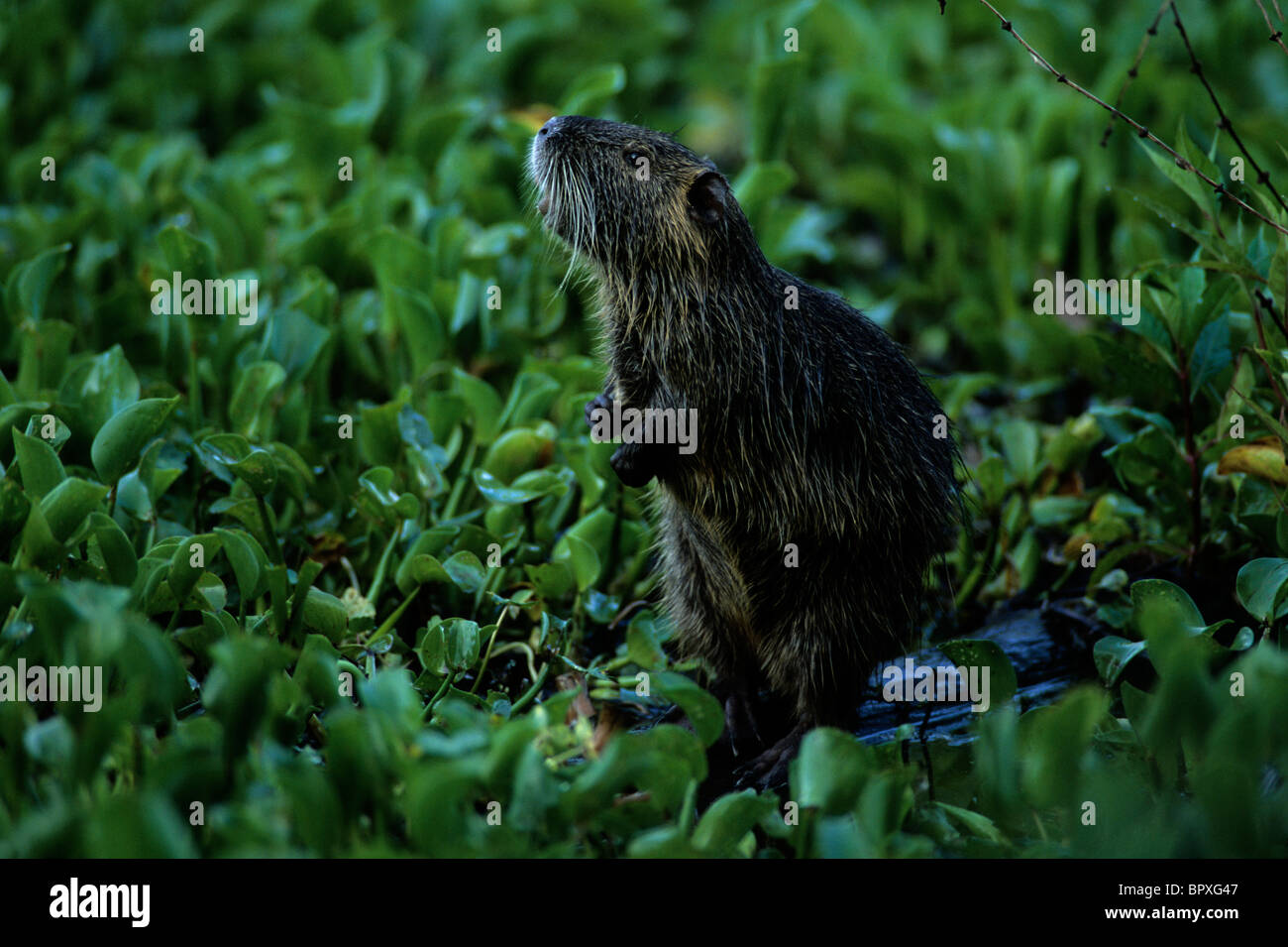 Robert caputo louisiana wetlands la nutria bayou bayous hi-res stock ...