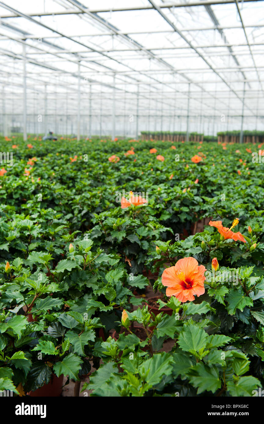 Diversity of plants in greenhouse Stock Photo - Alamy