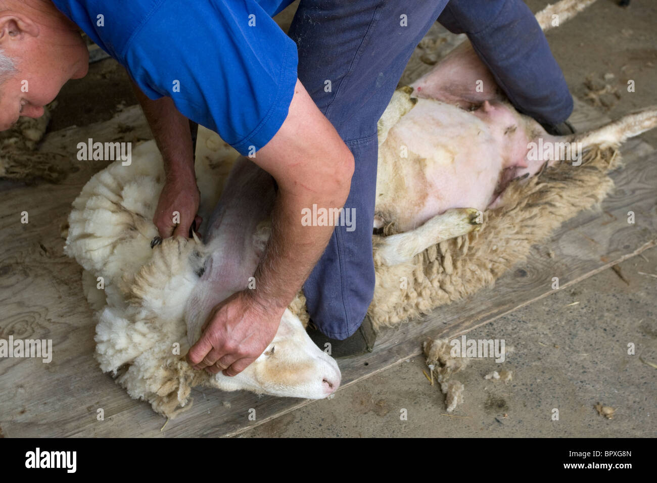 A sheep shearer at work on a Cornish farm Stock Photo - Alamy