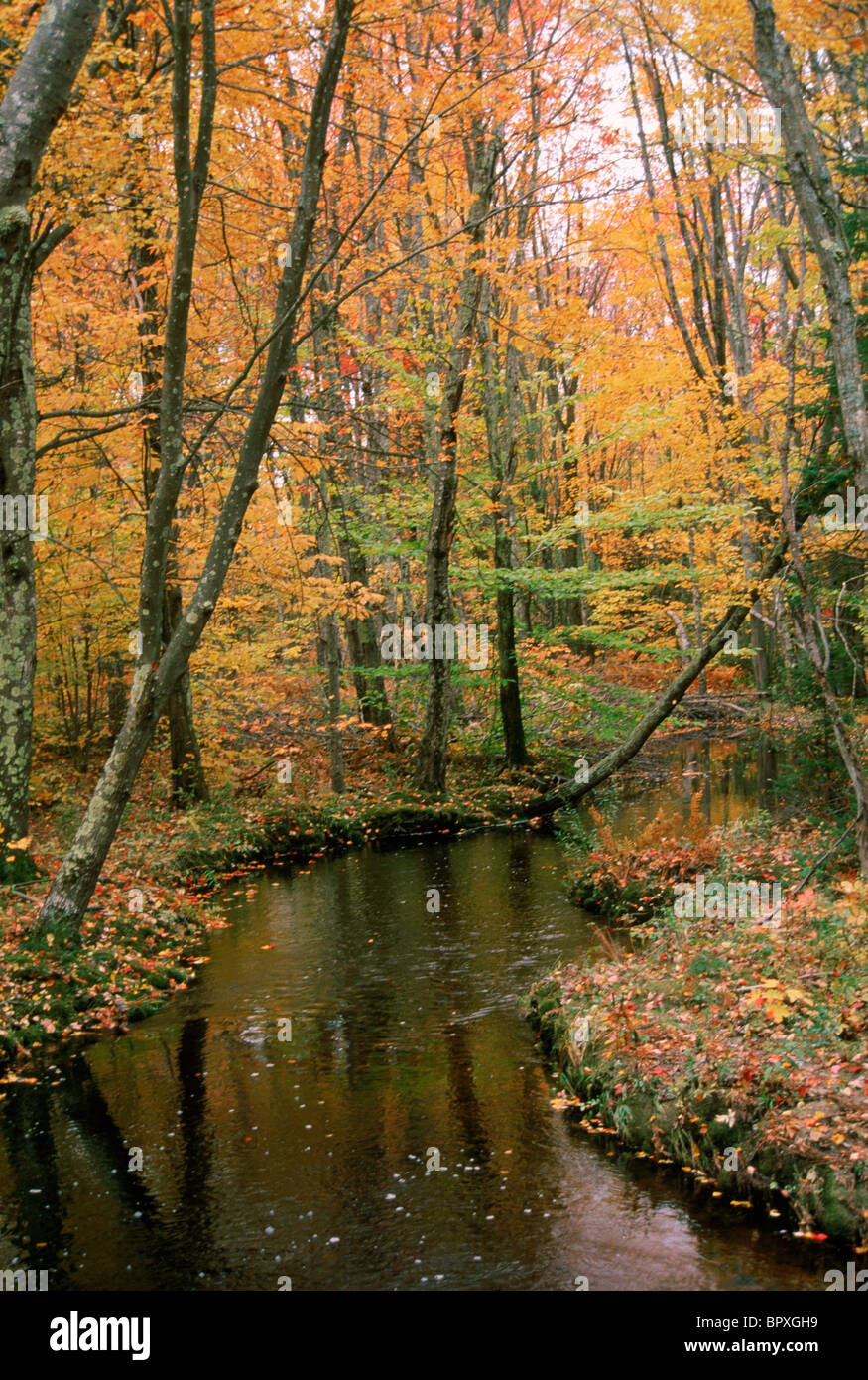 woods in fall Stock Photo - Alamy