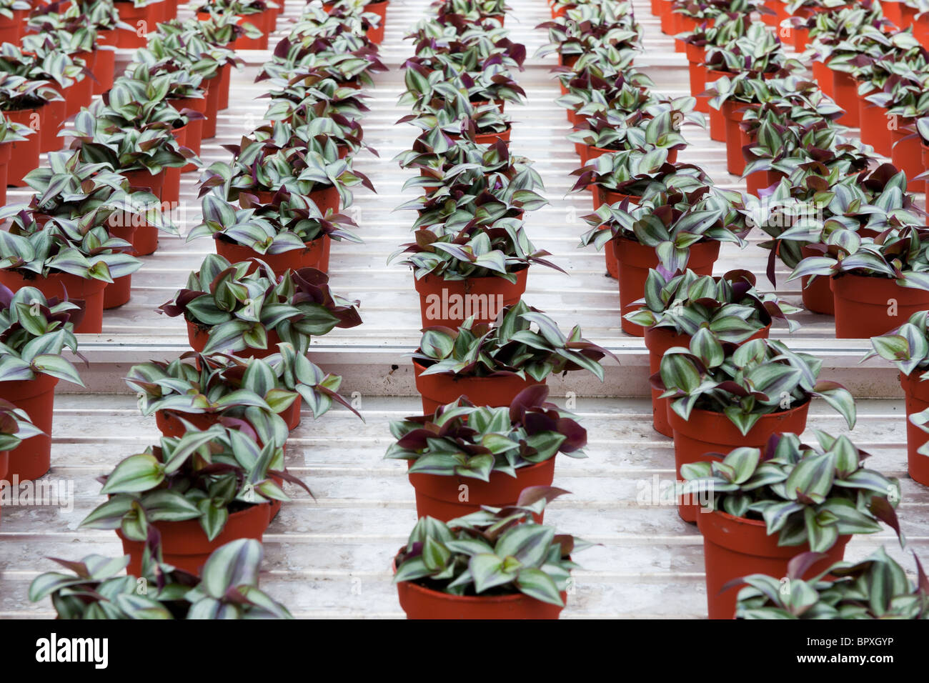 Diversity of plants in greenhouse Stock Photo - Alamy
