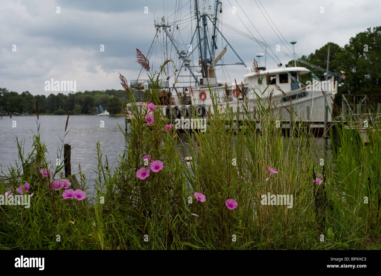 Shrimp trawler and morning glories in Pamlico Beach, North Carolina ...