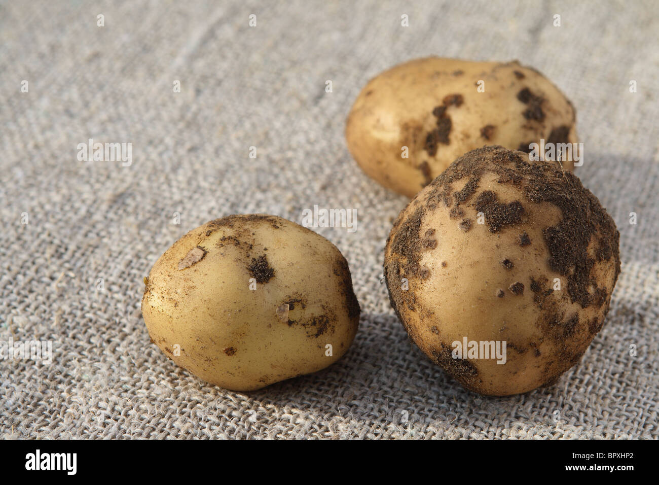 Fresh,dirty potatoes on burlap background Stock Photo - Alamy