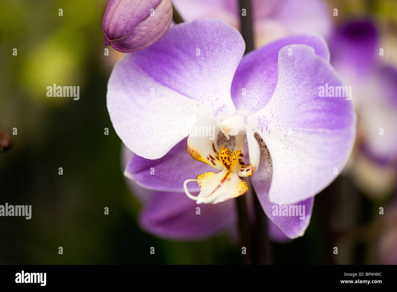 Purple tropical orchid flower in close up Stock Photo - Alamy