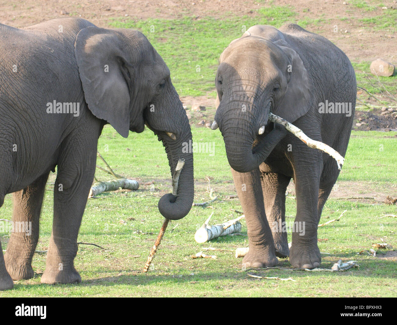 Elephants, The West Midland Safari and Leisure Park, UK Stock Photo - Alamy