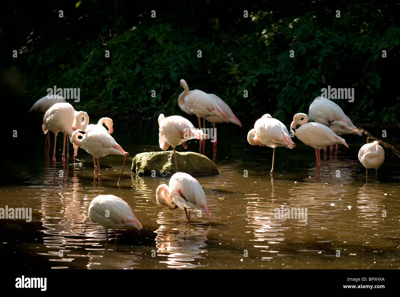 Phoenicopterus roseus india hi-res stock photography and images - Alamy