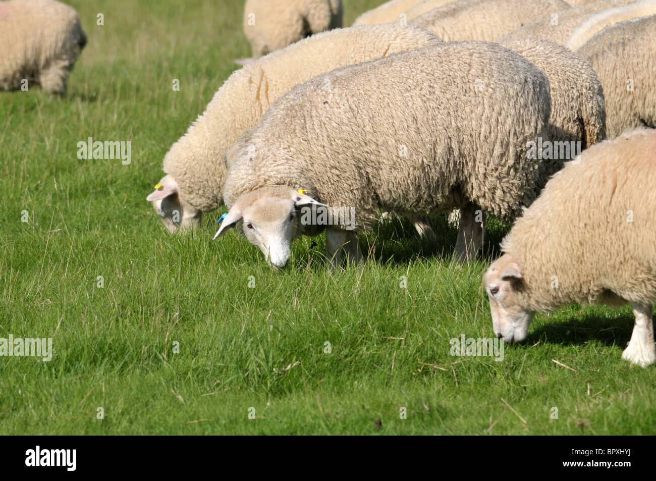 Sheep uk head flock hi-res stock photography and images - Alamy