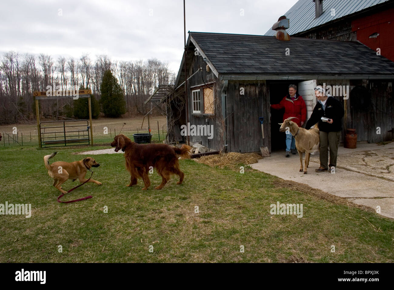 A goat and dogs Stock Photo - Alamy