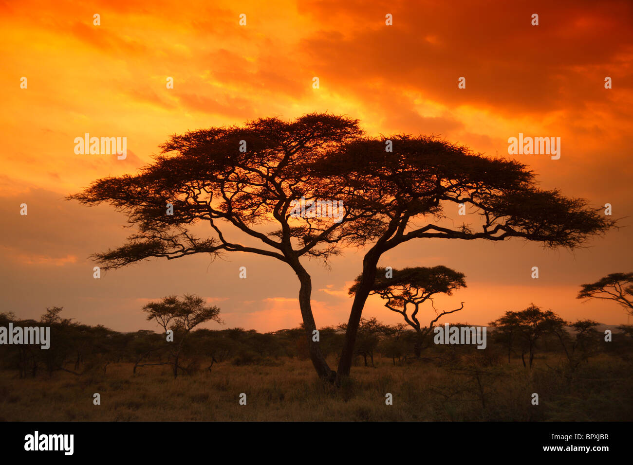Acacia tortilis hi-res stock photography and images - Alamy