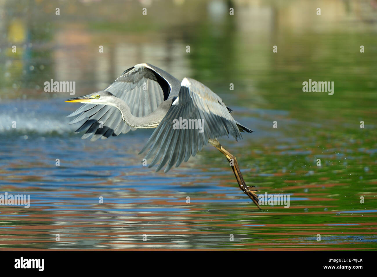 Heron feet hi-res stock photography and images - Alamy