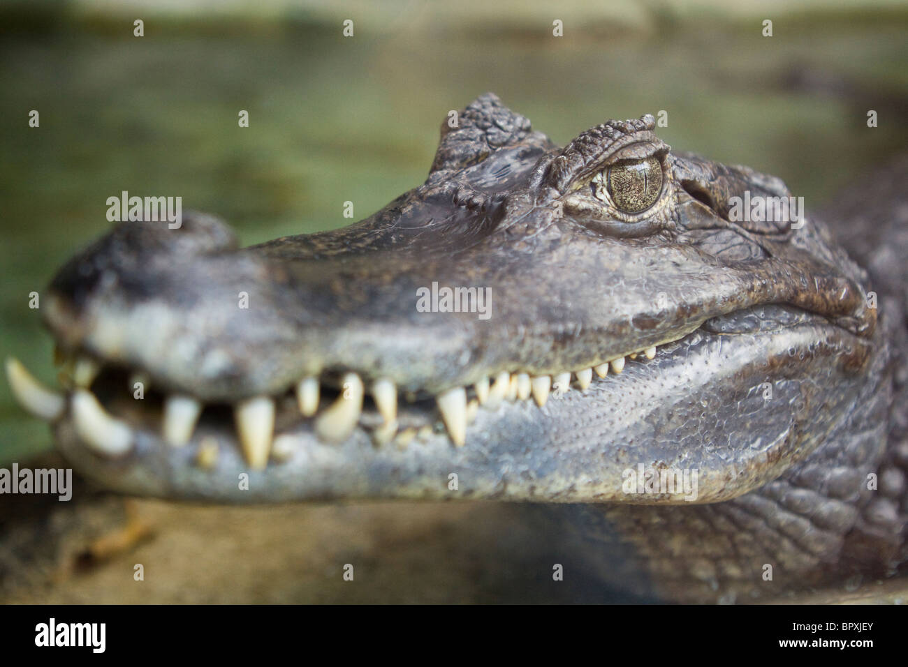 Caiman hi-res stock photography and images - Alamy