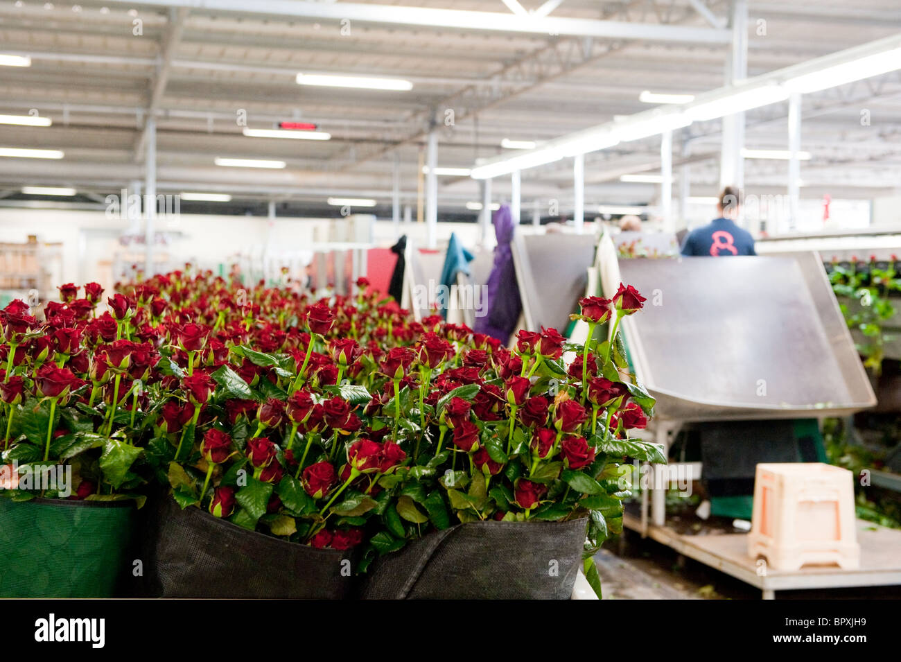 Agriculture article hi-res stock photography and images - Alamy