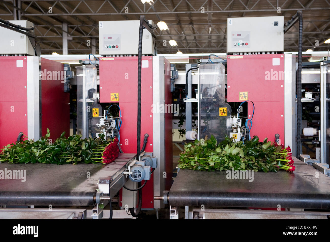 Sorting flowers hi-res stock photography and images - Alamy