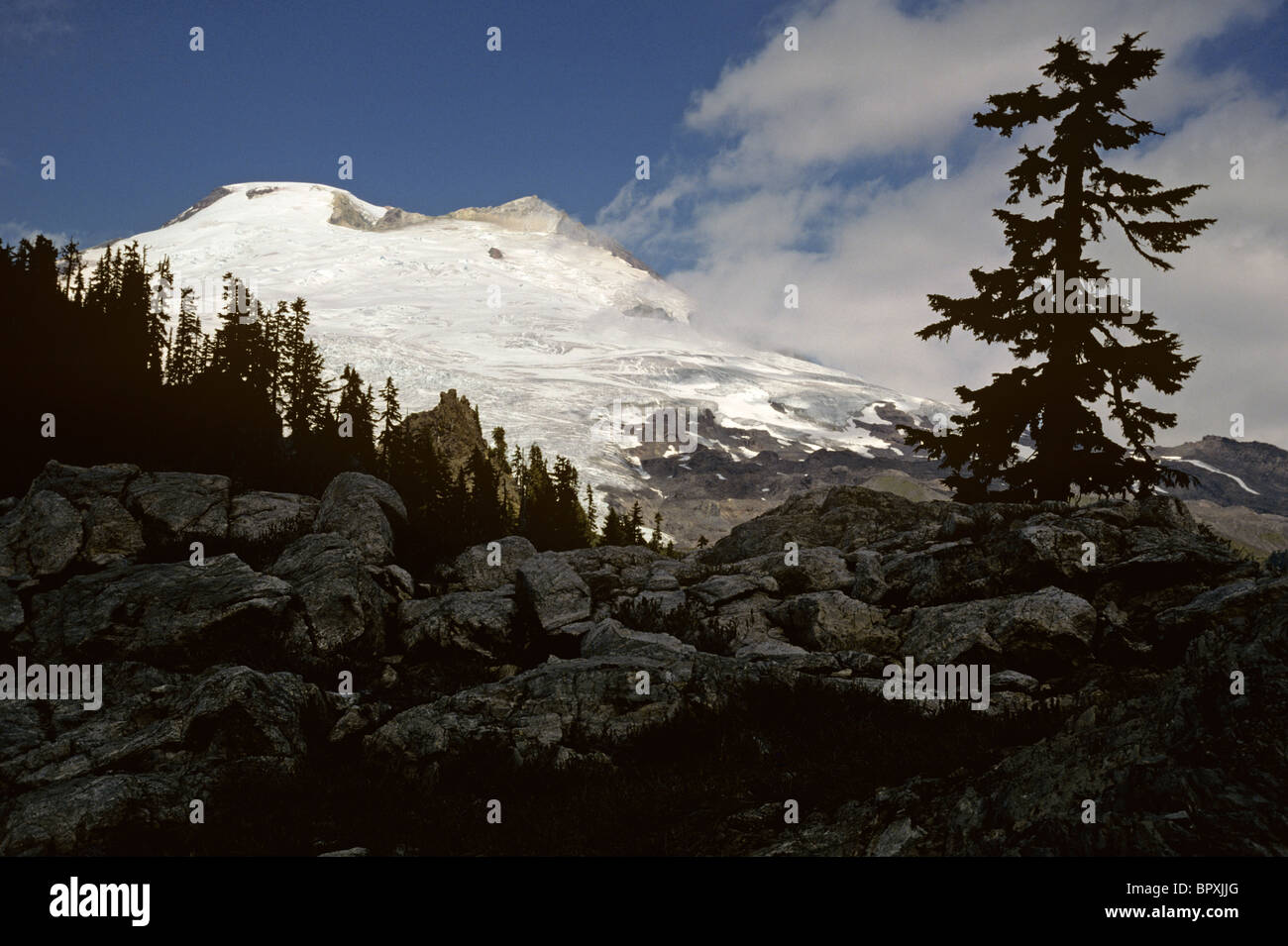 Mount Baker with silhouetted tree near sunset North Cascade Mountain ...