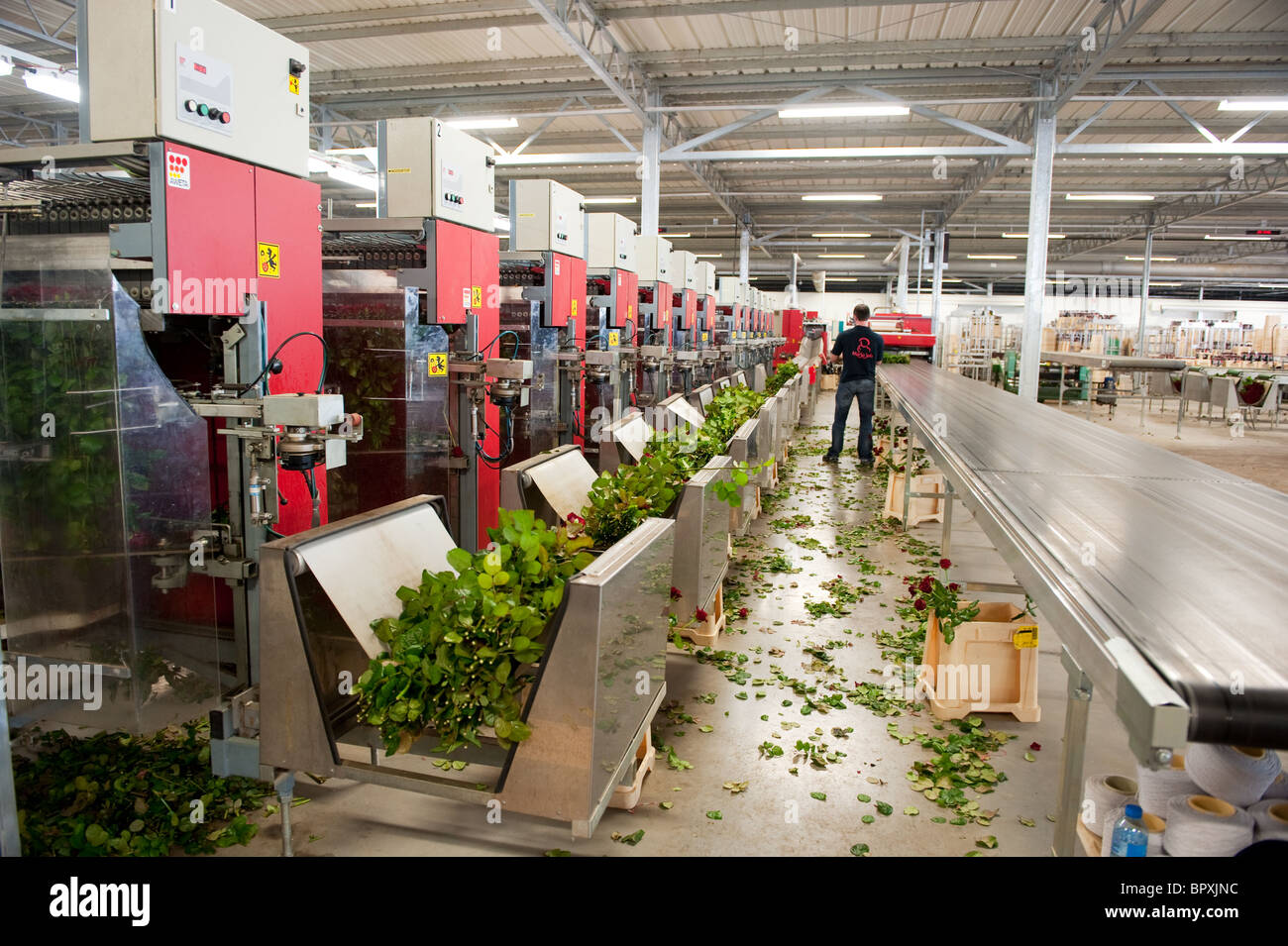 Sorting Flowers High Resolution Stock Photography and Images - Alamy
